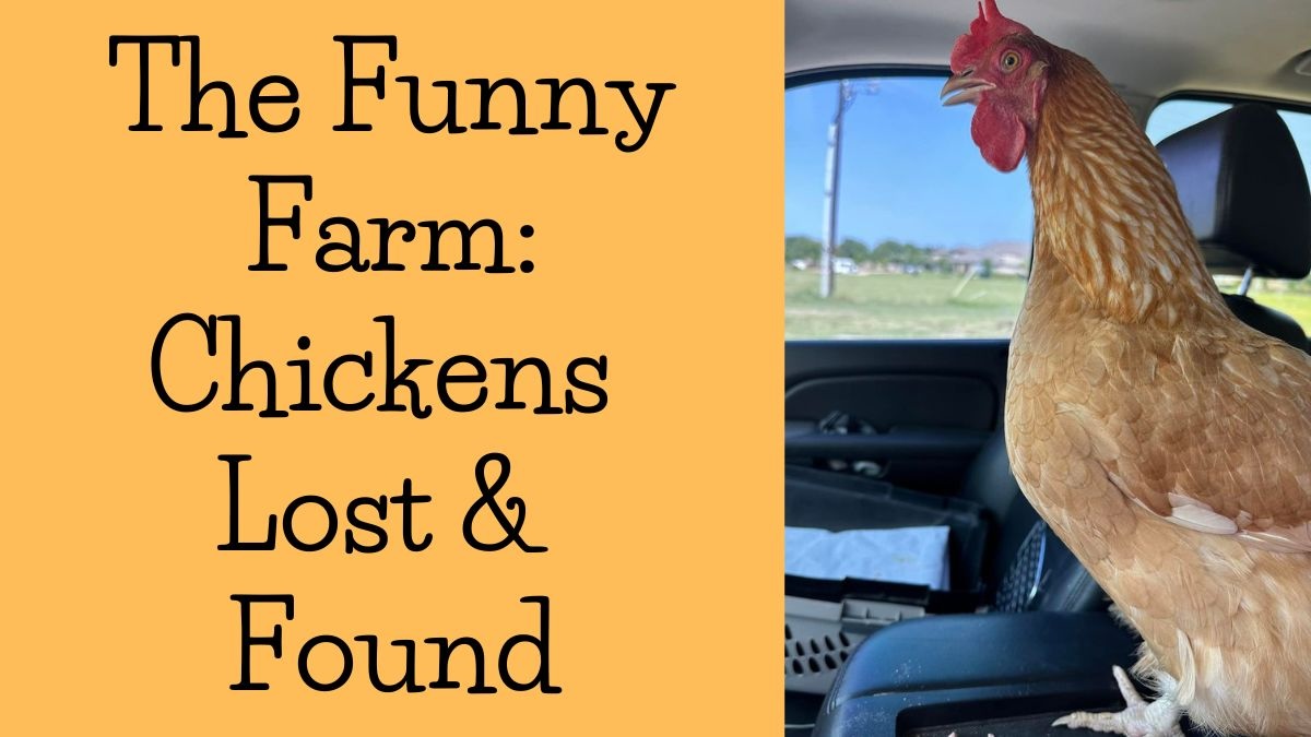The Funny Farm: Chickens Lost & Found – Bitchin' Chickens