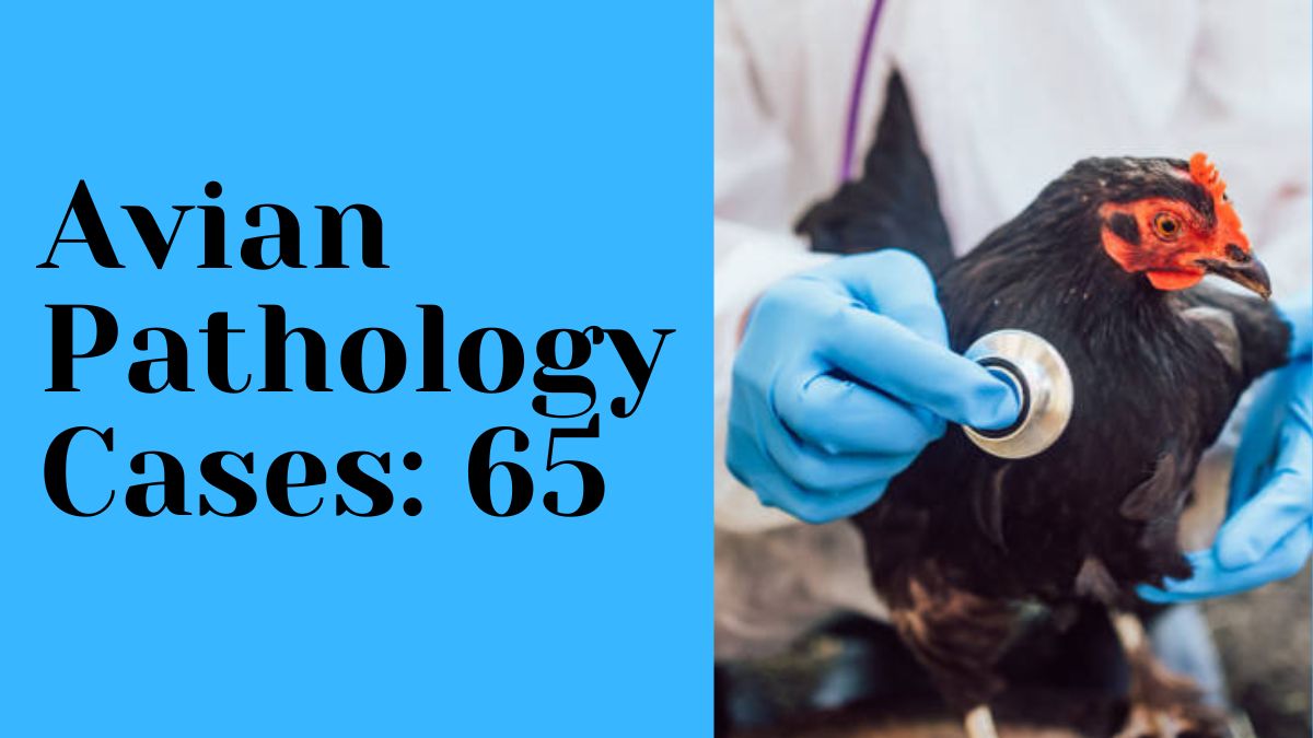 Avian Pathology Cases: 65 – Bitchin' Chickens