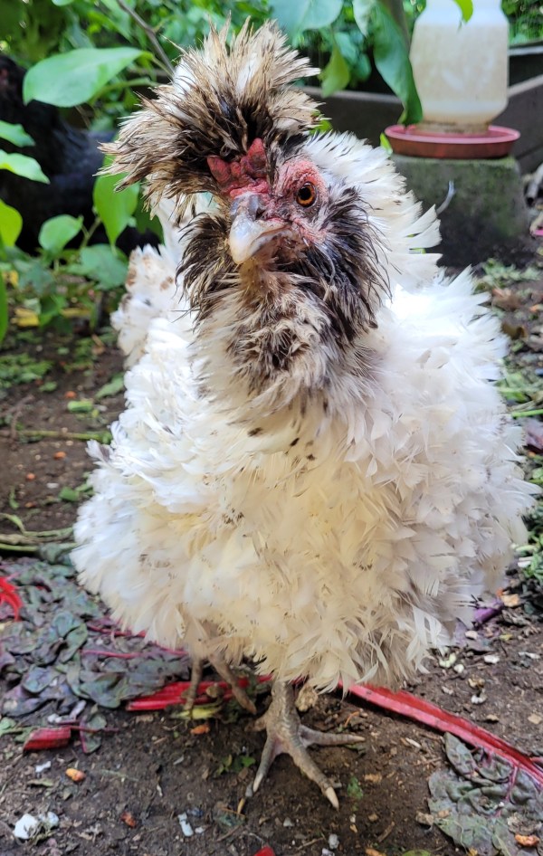 Happy 6th Birthday Bitchin’ Chickens – Bitchin' Chickens