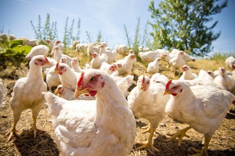 How Many Chickens Are In The World? – Bitchin' Chickens