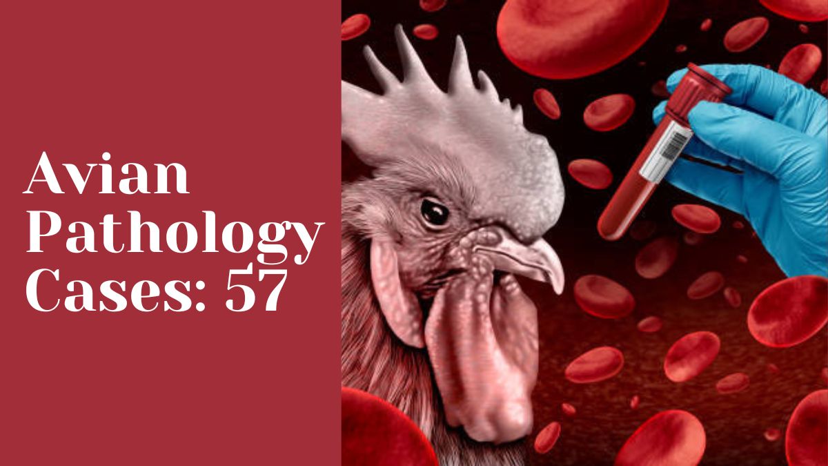 Avian Pathology Cases: 57 – Bitchin' Chickens