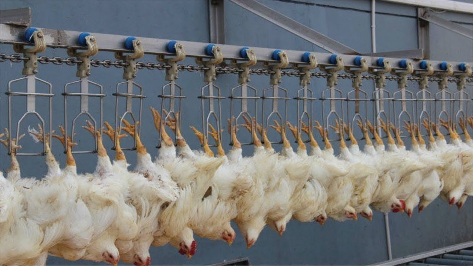 How Many Chickens Are In The World? – Bitchin' Chickens