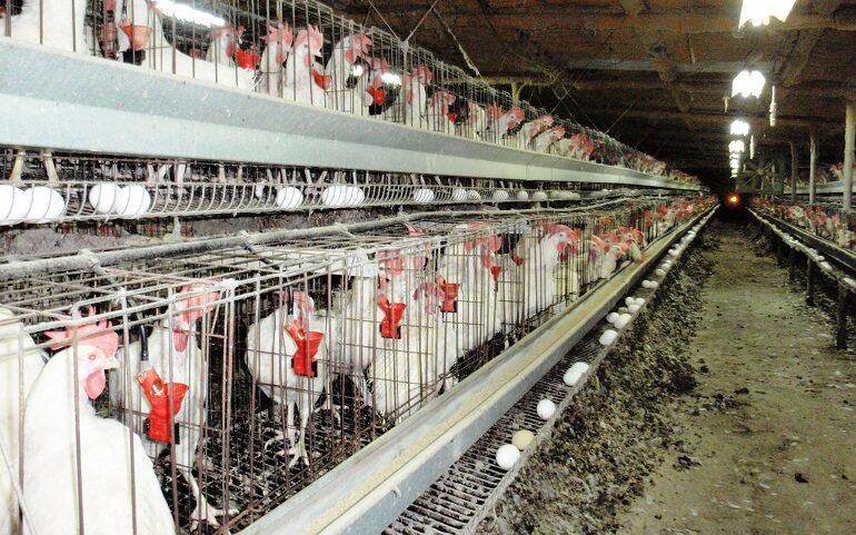 How Many Chickens Are In The World? – Bitchin' Chickens