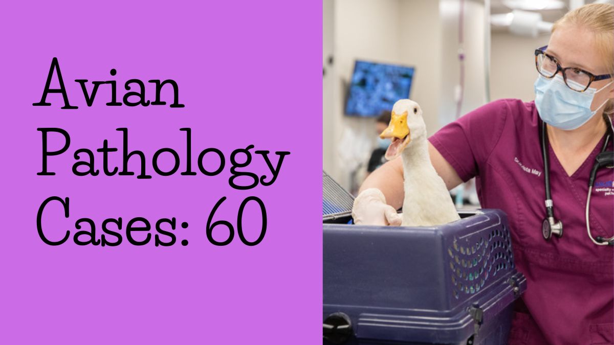 Avian Pathology Cases: 60 – Bitchin' Chickens