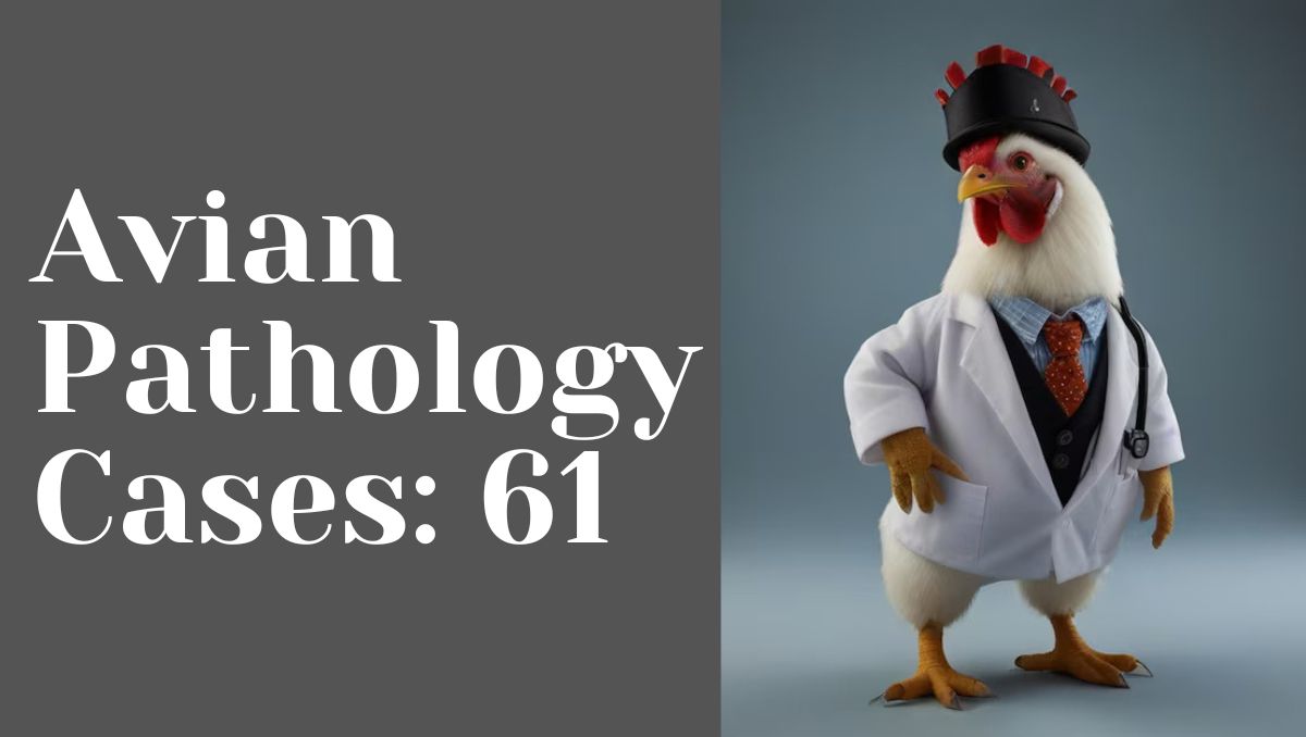 Pathology – Bitchin' Chickens