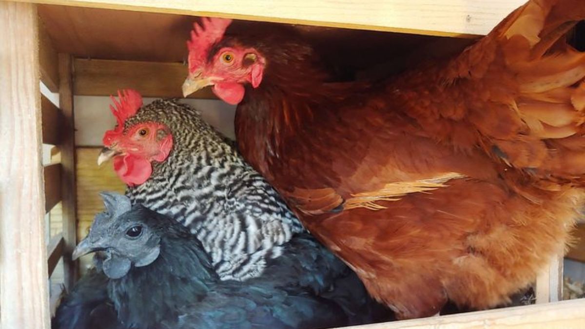 The Funny Farm: Bored? Get Chickens & You Won’t Be – Bitchin' Chickens