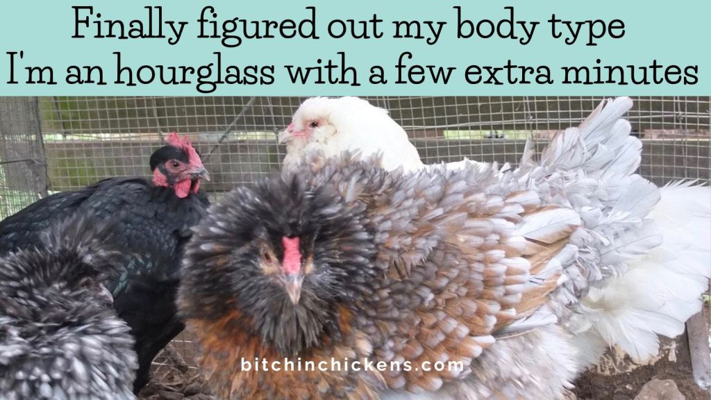Bitchin’ Chickens Memes: 50 – Bitchin' Chickens