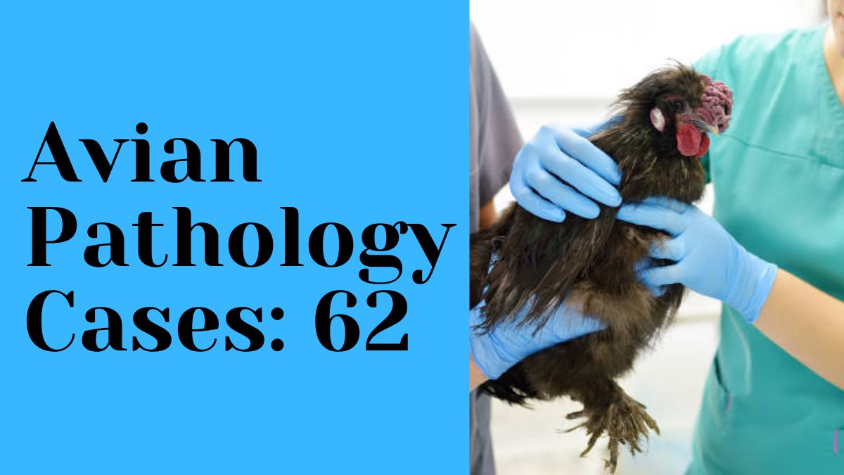 Avian Pathology Cases: 62 – Bitchin' Chickens