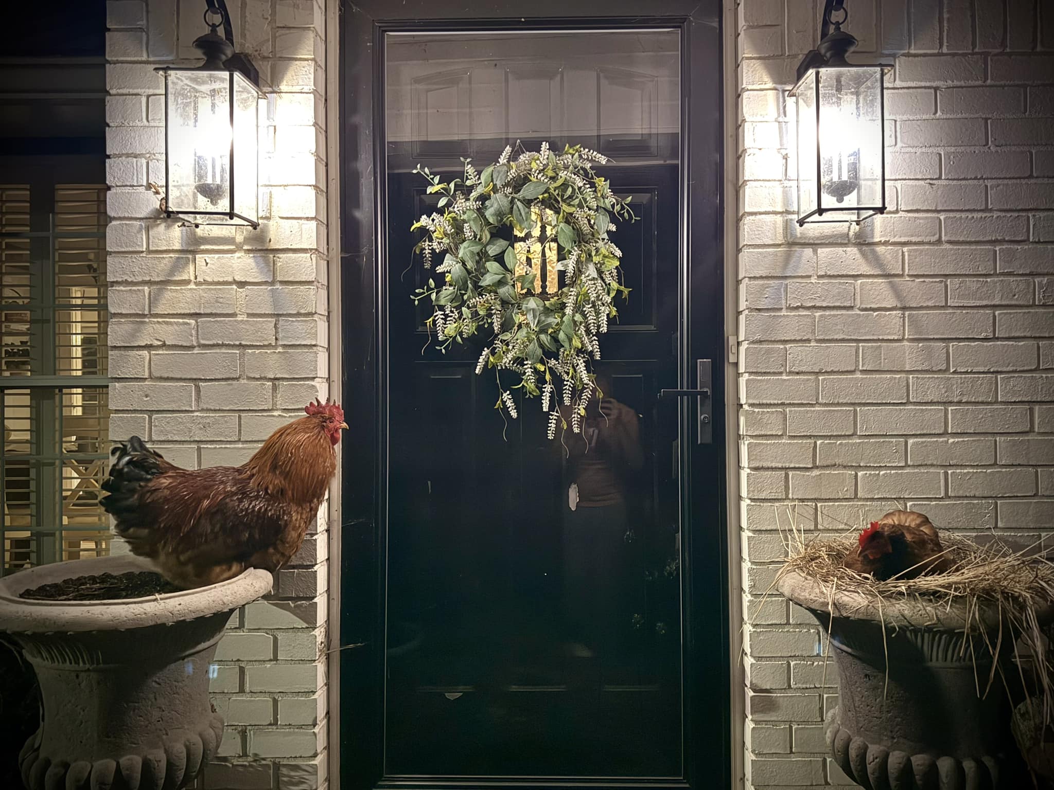 The Funny Farm: Bored? Get Chickens & You Won’t Be – Bitchin' Chickens