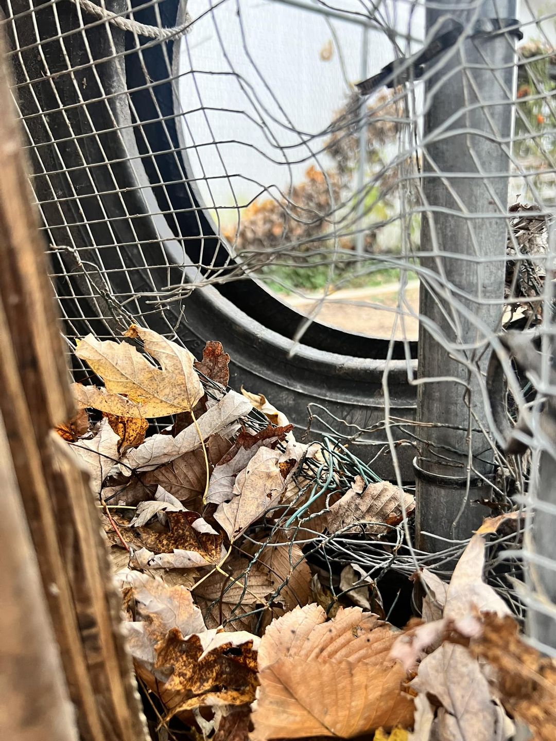 Beware: Hazards That Await Your Chickens 3 – Bitchin' Chickens
