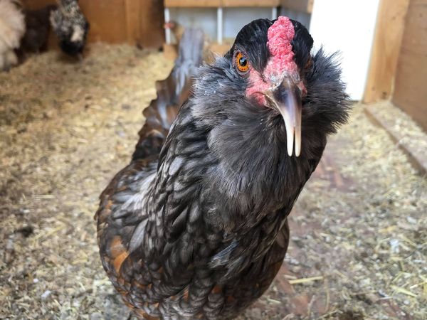 Beware: Hazards That Await Your Chickens 3 – Bitchin' Chickens