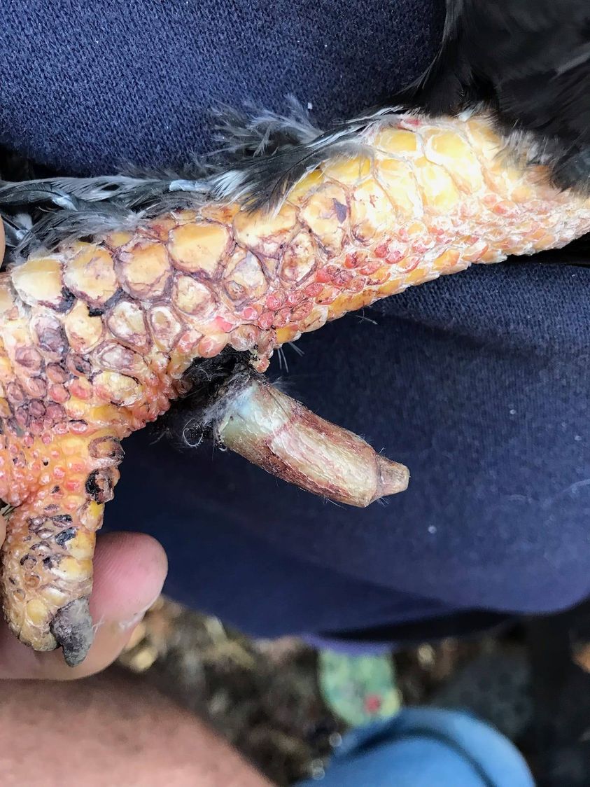 Beware: Hazards That Await Your Chickens 3 – Bitchin' Chickens