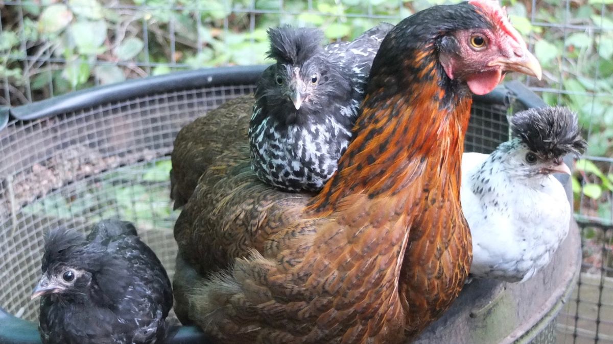 My Chicken Story: Close Calls With Hatching – Bitchin' Chickens