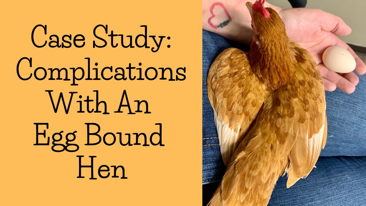 Case Study: Complications With An Egg Bound Hen – Bitchin' Chickens