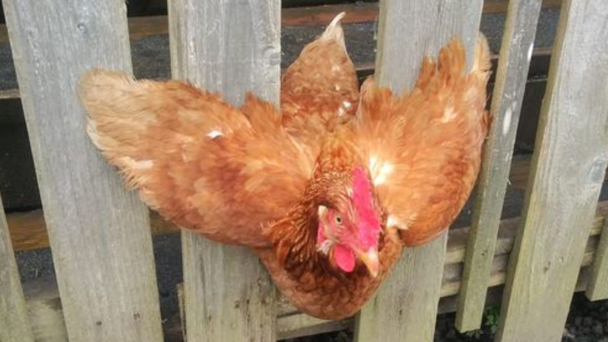 Bitchin' Chickens – Everything You Need To Know About Backyard Chickens ...