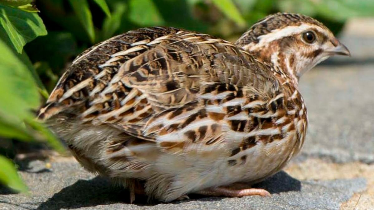 Keeping Japanese Quail 101 – Bitchin' Chickens