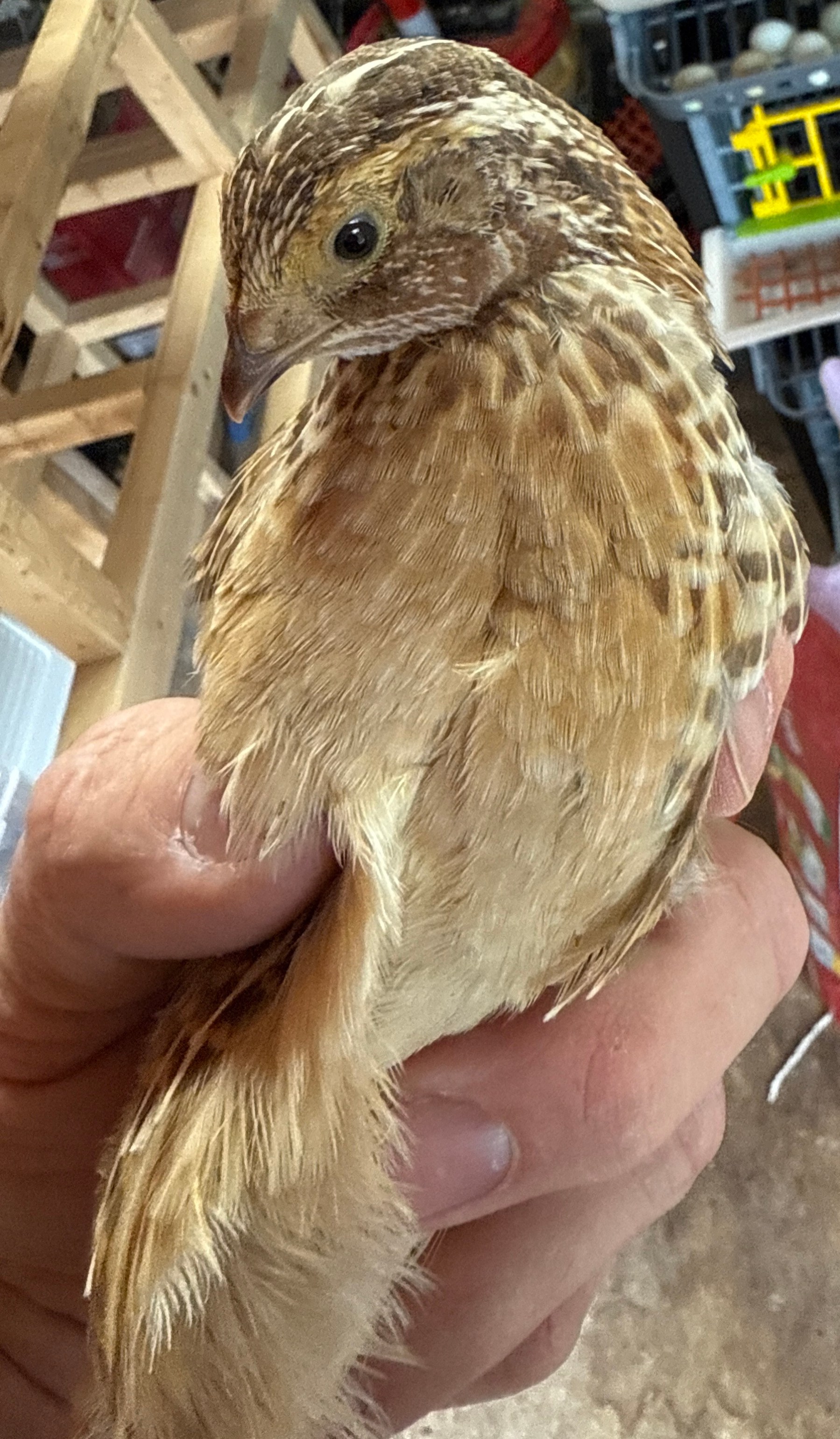 Keeping Japanese Quail 101 – Bitchin' Chickens