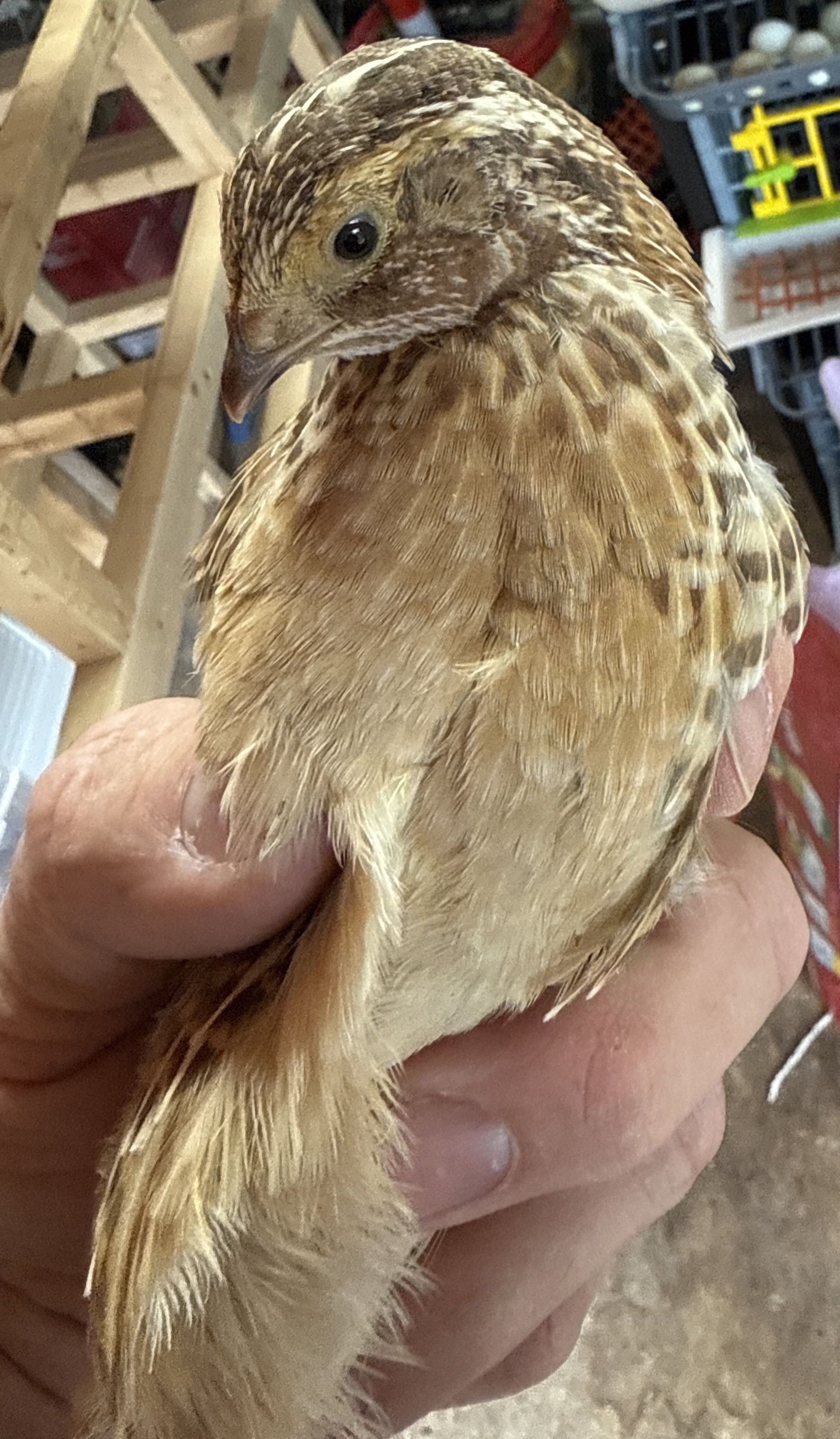 Keeping Japanese Quail 101 – Bitchin' Chickens