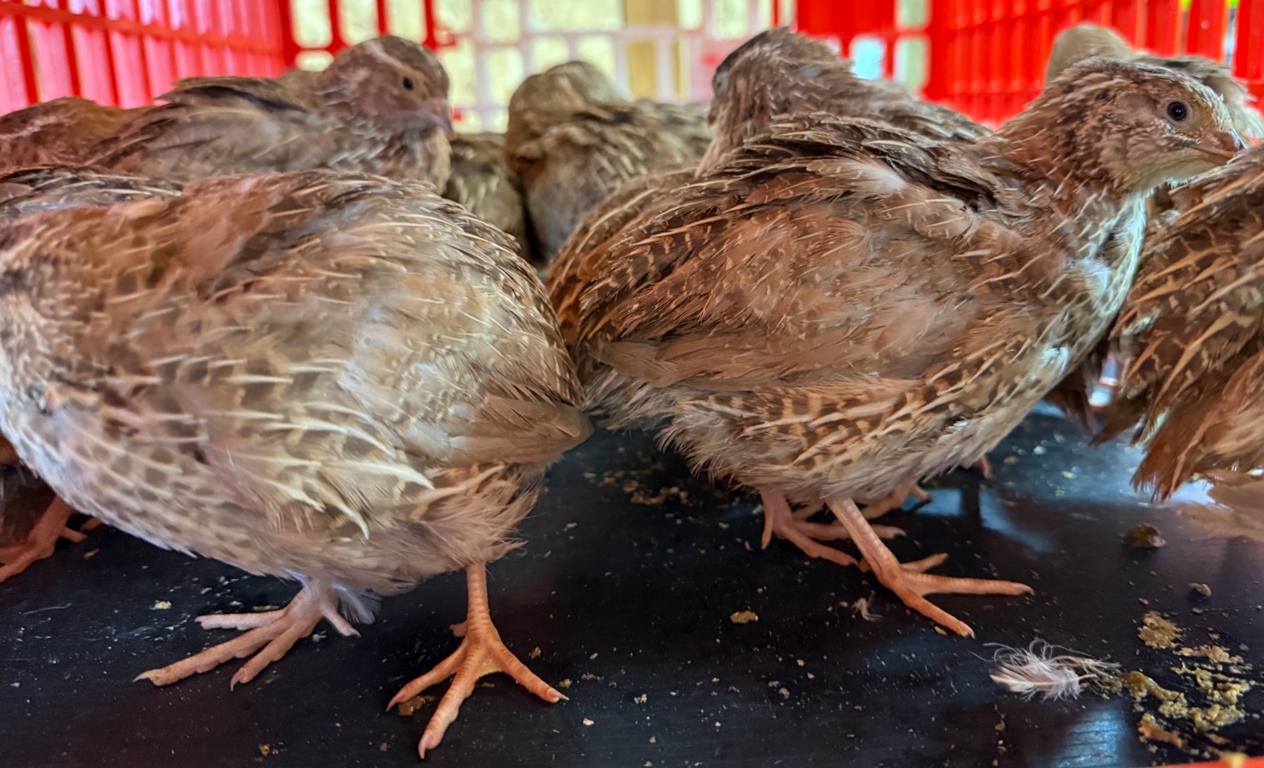 Keeping Japanese Quail 101 – Bitchin' Chickens