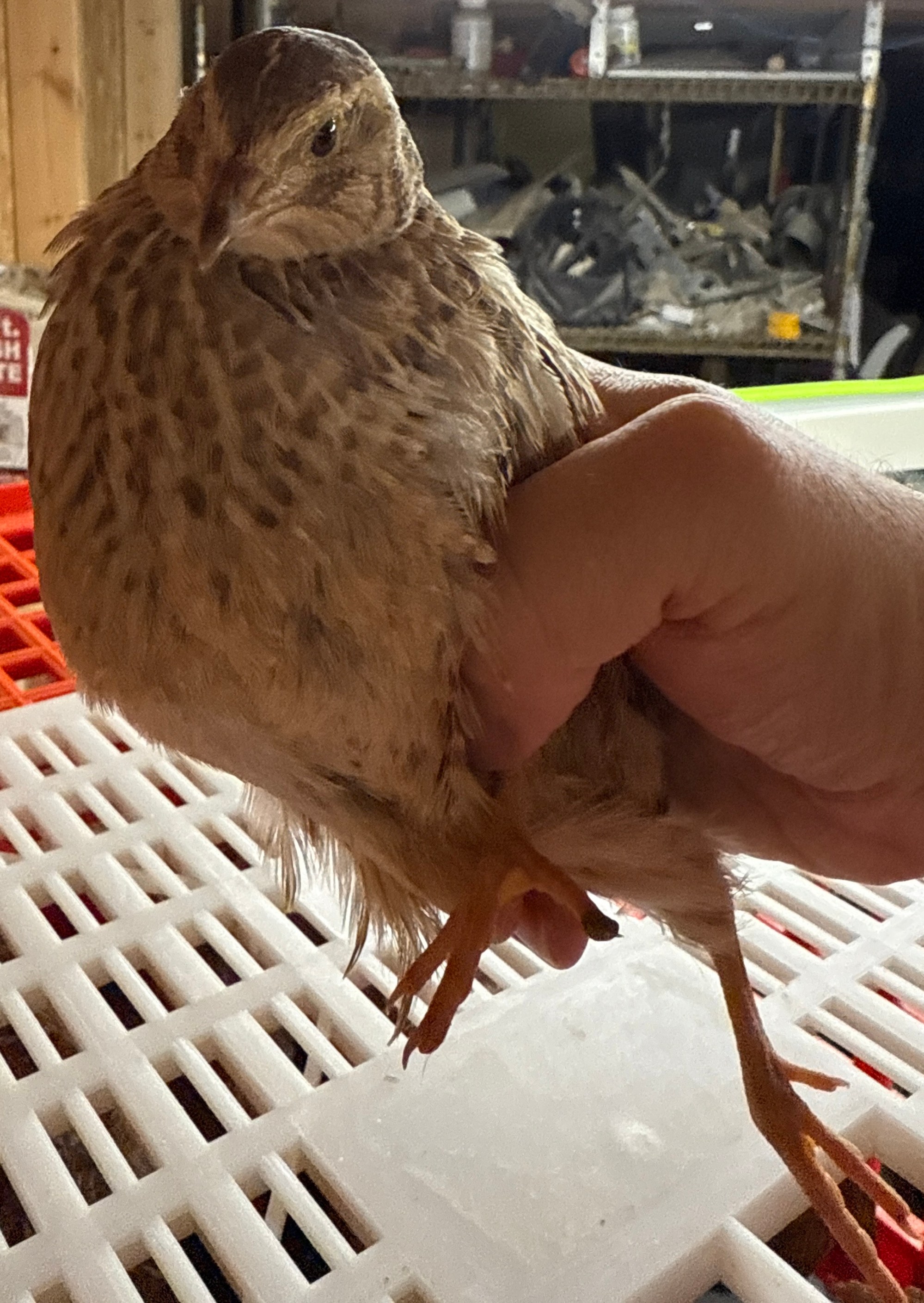 Keeping Japanese Quail 101 – Bitchin' Chickens