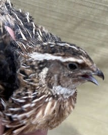 Keeping Japanese Quail 101 – Bitchin' Chickens