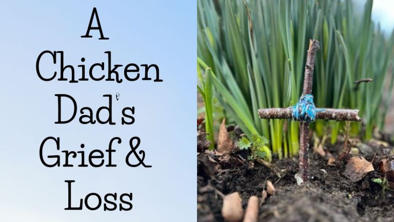 Bitchin' Chickens – Everything You Need To Know About Backyard Chickens ...