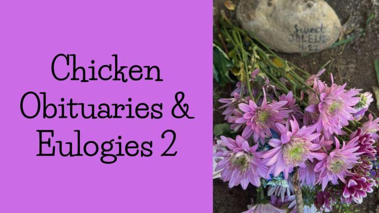Bitchin' Chickens – Everything You Need To Know About Backyard Chickens ...