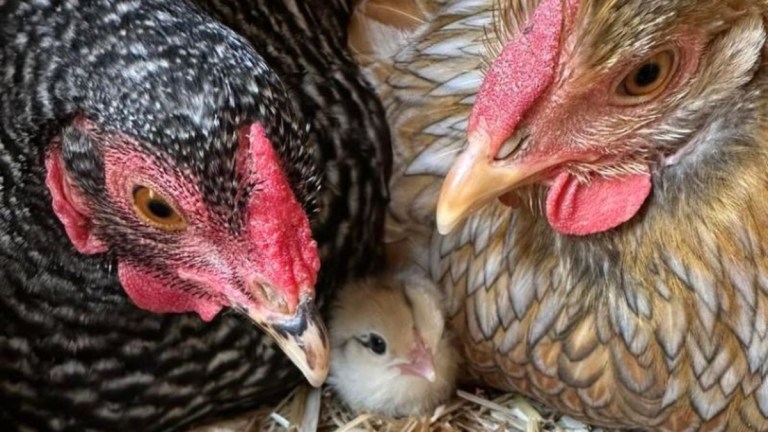Bitchin' Chickens – Everything You Need To Know About Backyard Chickens ...