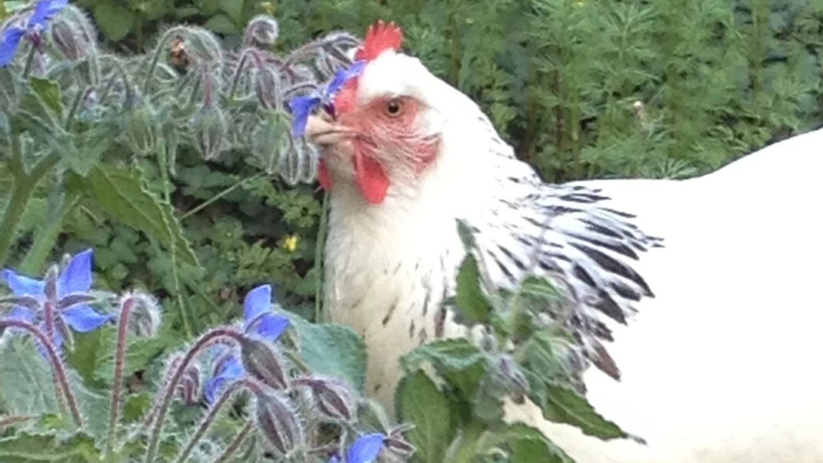 Natural Remedy For Chickens: Borage – Bitchin' Chickens