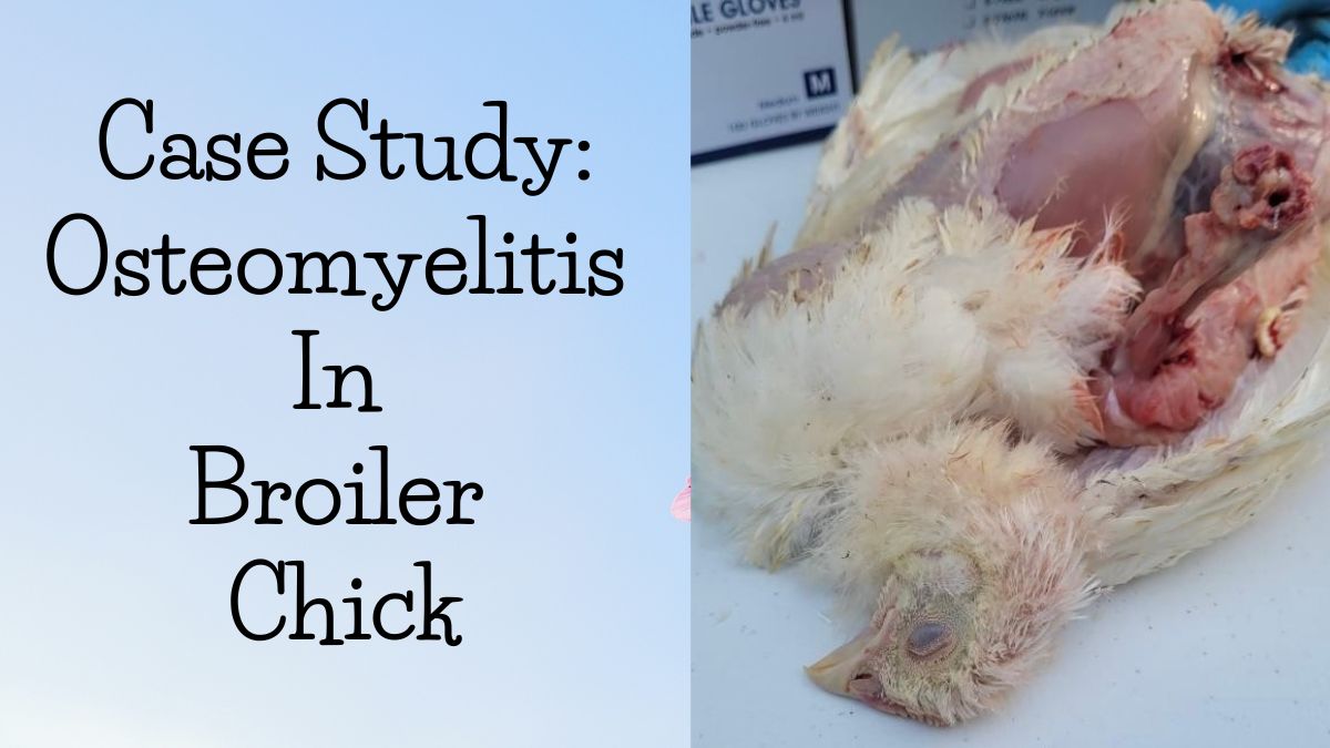 Case Study: Osteomyelitis In Broiler Chick – Bitchin' Chickens