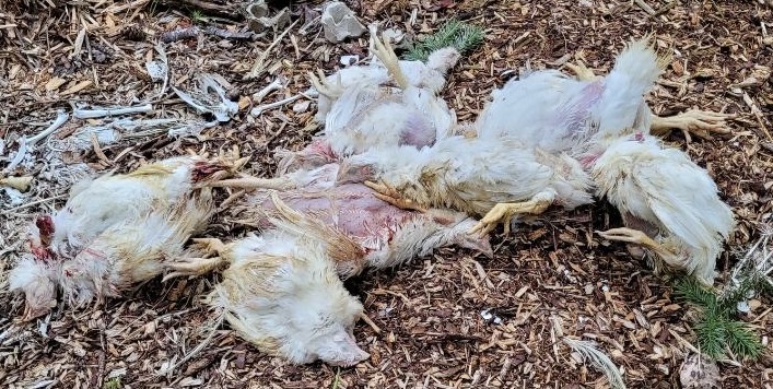 Case Study: Osteomyelitis In Broiler Chick – Bitchin' Chickens