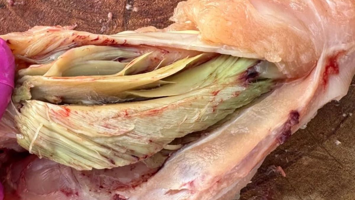 Green Muscle Disease In Chickens – Bitchin' Chickens