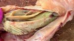 Green Muscle Disease In Chickens – Bitchin' Chickens