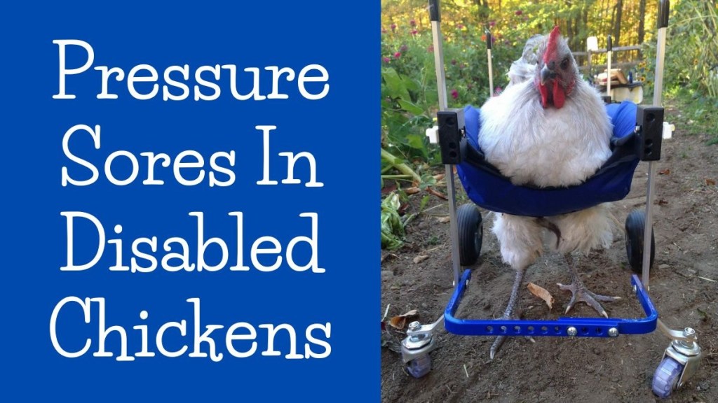 Pressure Sores In Disabled Chickens – Bitchin' Chickens
