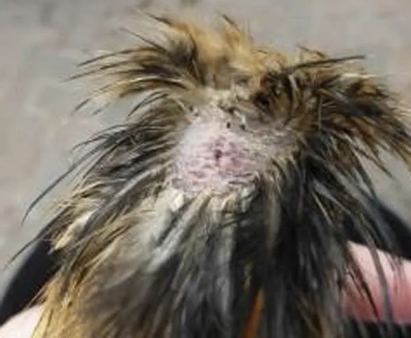 Depluming Mites In Chickens – Bitchin' Chickens