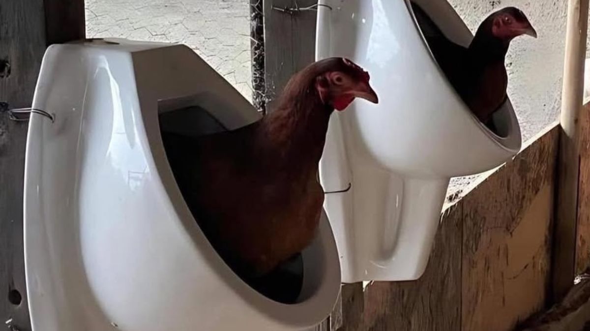The Funny Farm: Get Chickens They Said … – Bitchin' Chickens