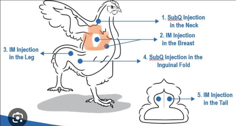 How To Give Chickens Medications by Injection – Bitchin' Chickens