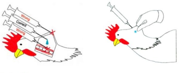 How To Give Chickens Medications by Injection – Bitchin' Chickens