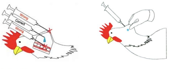 How To Give Chickens Medications by Injection – Bitchin' Chickens