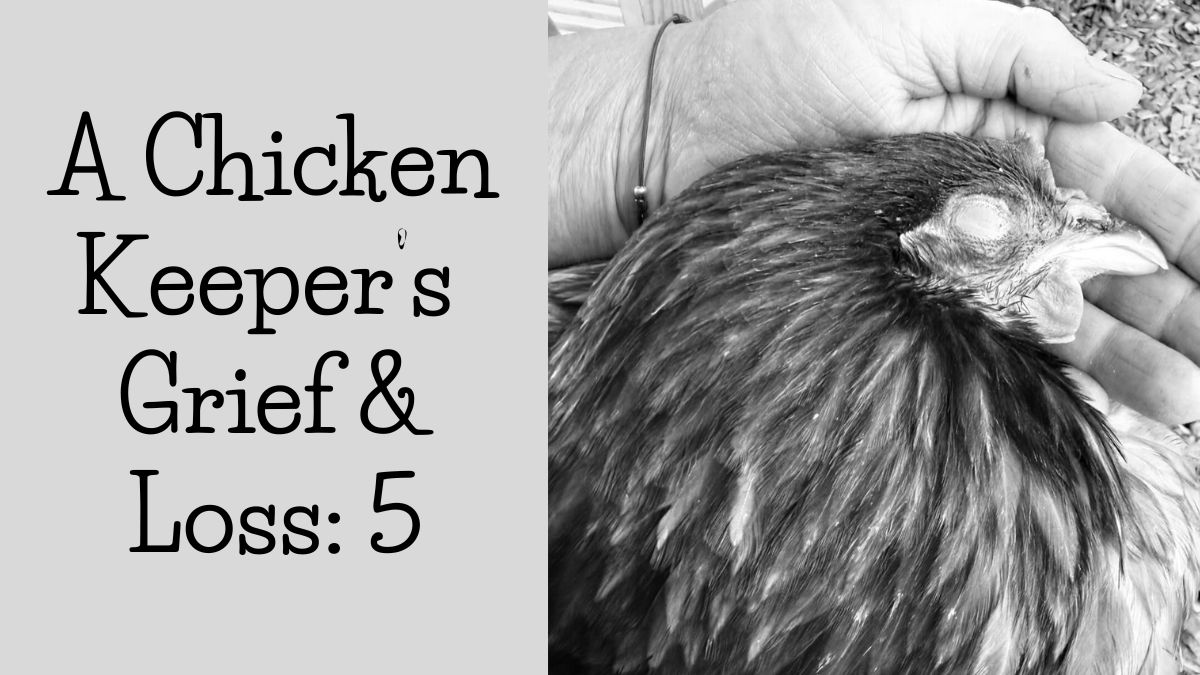 A Chicken Keeper’s Grief & Loss: 5 – Bitchin' Chickens