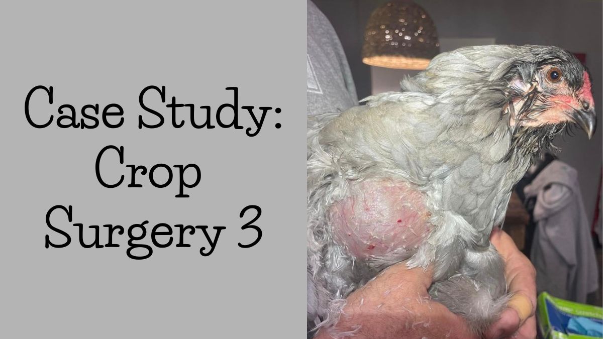 Case Study: Crop Surgery 3 – Bitchin' Chickens