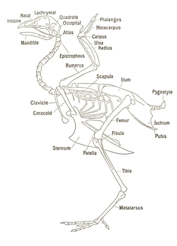 The Skeletal System In Chickens – Bitchin' Chickens