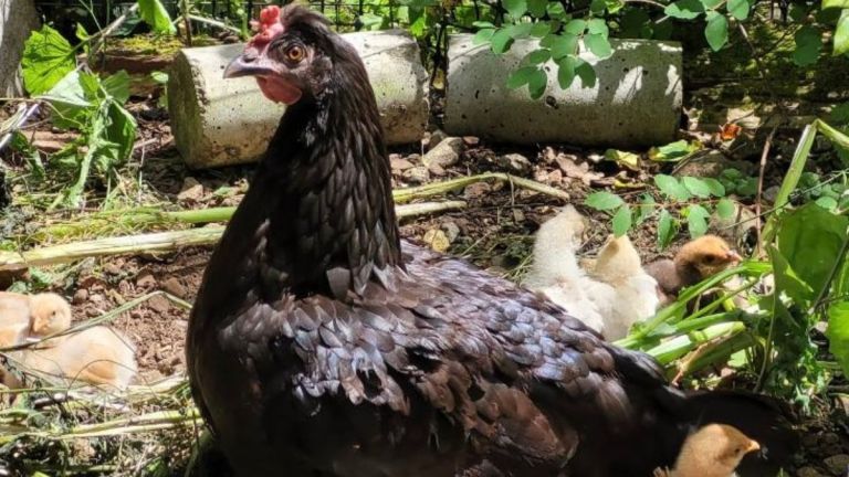 Bitchin' Chickens – Everything You Need To Know About Backyard Chickens ...