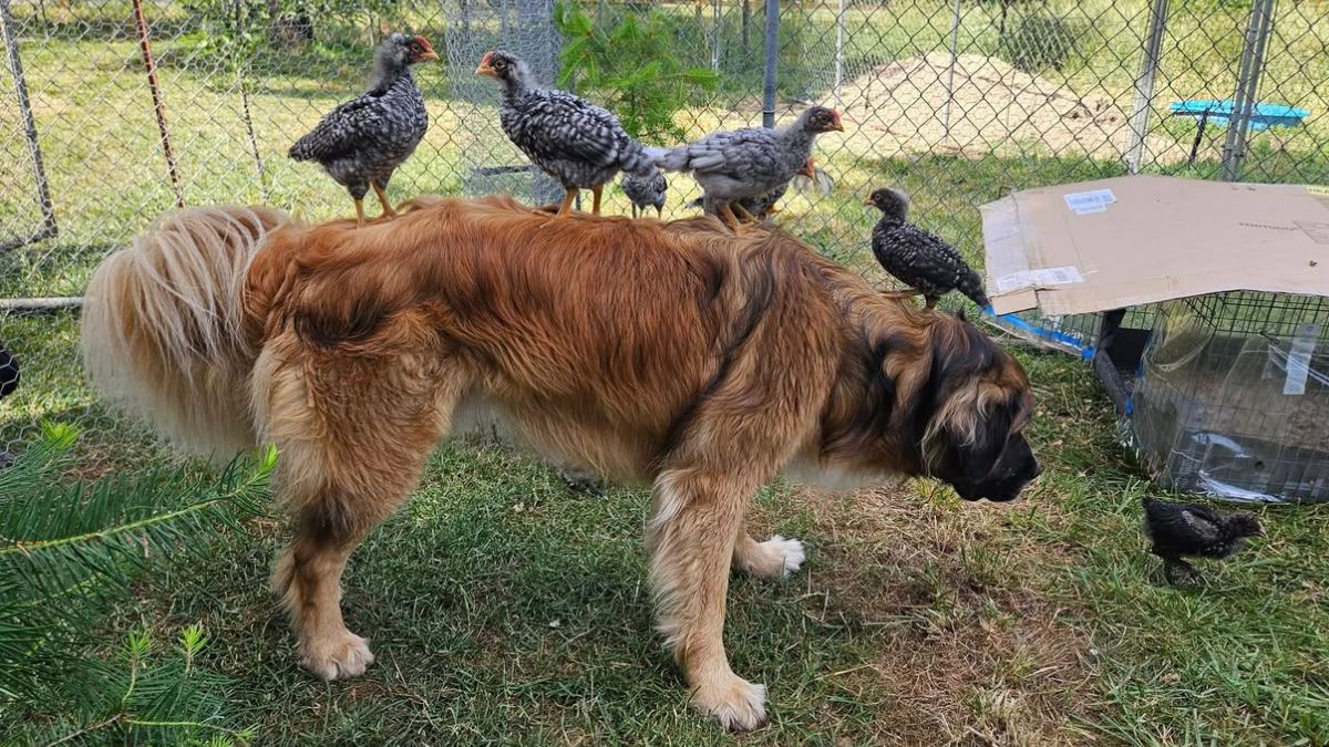 The Funny Farm: Chickens & Then Some – Bitchin' Chickens