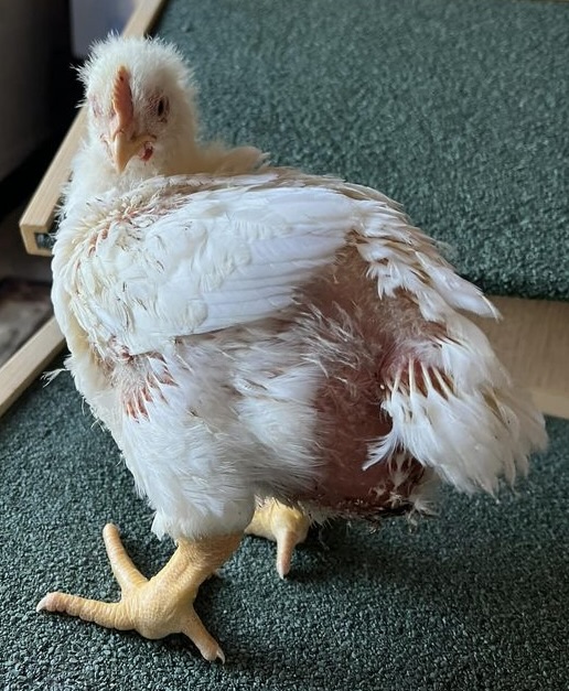 Broiler Meat Birds: History & Health Woes – Bitchin' Chickens