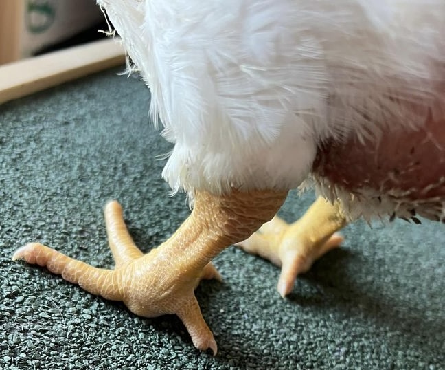 Broiler Meat Birds: History & Health Woes – Bitchin' Chickens
