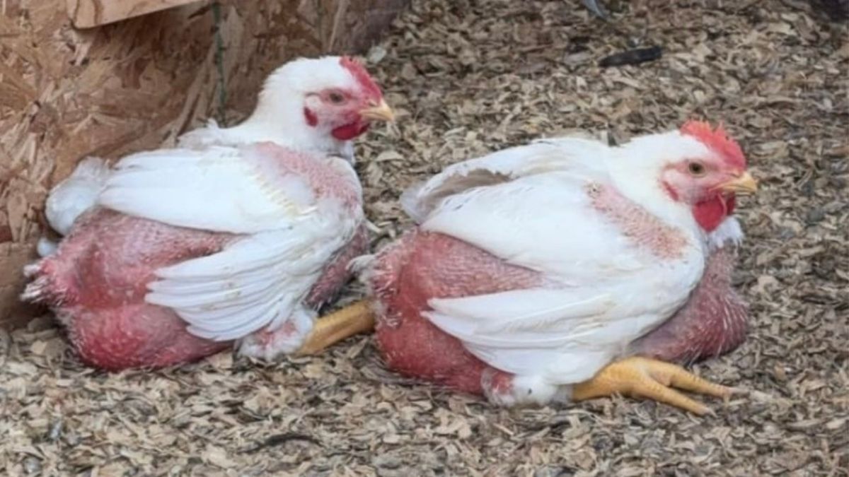 Broiler Meat Birds: History & Health Woes – Bitchin' Chickens