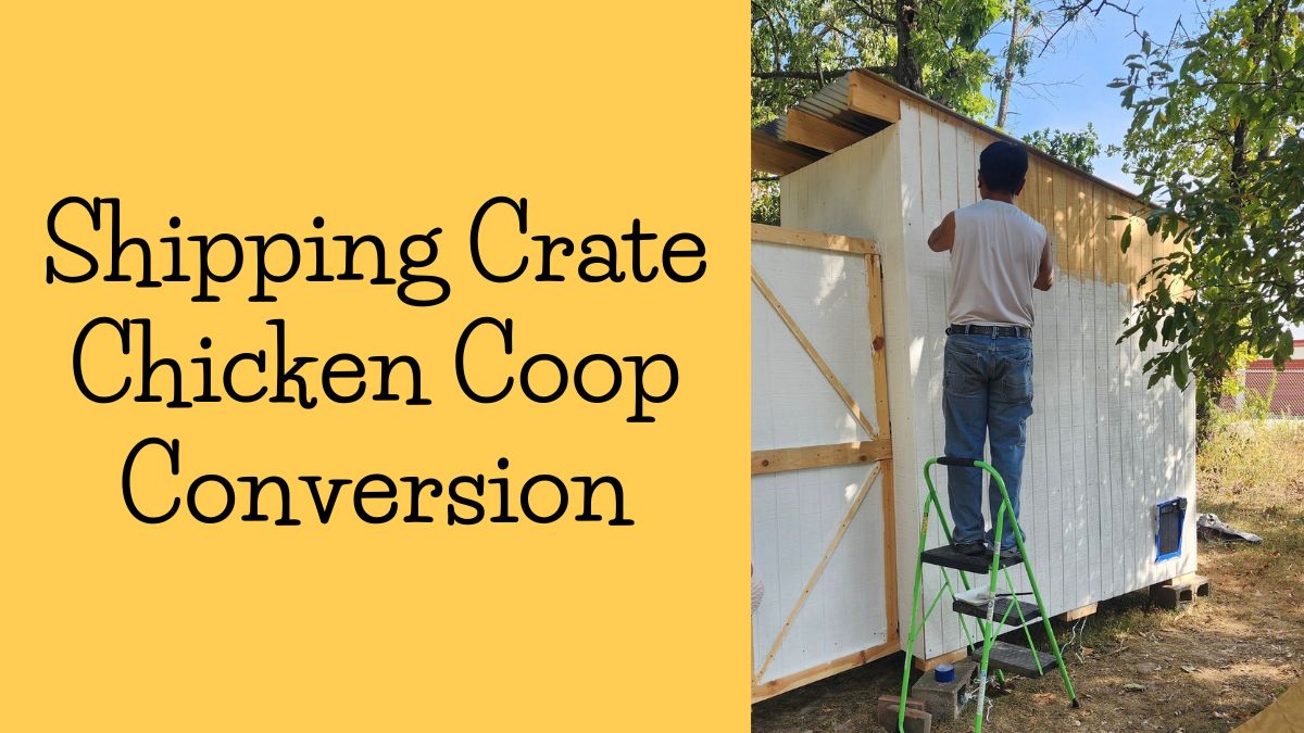 Shipping Crate Conversion Chicken Coop – Bitchin' Chickens