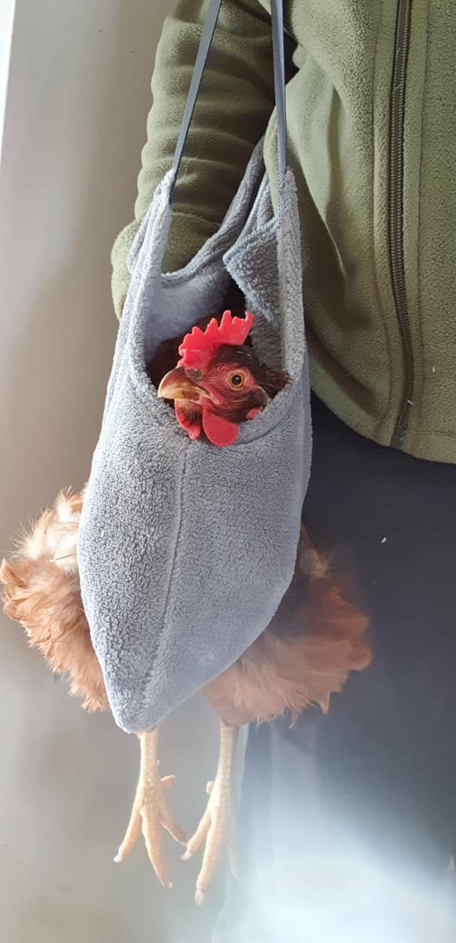 Disability Issues and Care for Disabled Pet Chickens – Bitchin' Chickens