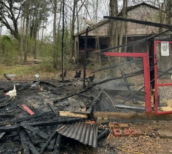 Beware: Hazards That Await Your Chickens 5 – Bitchin' Chickens